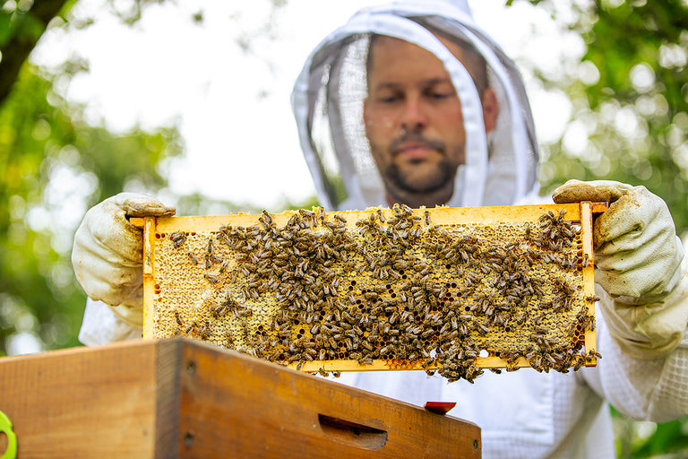 Preventing Swarming in Your Beehive: Tips and Strategies for Beekeeper – Swarm Commander