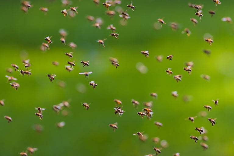 Capturing a Swarm of Honeybees: A Step-by-Step Guide For The Beginner ...